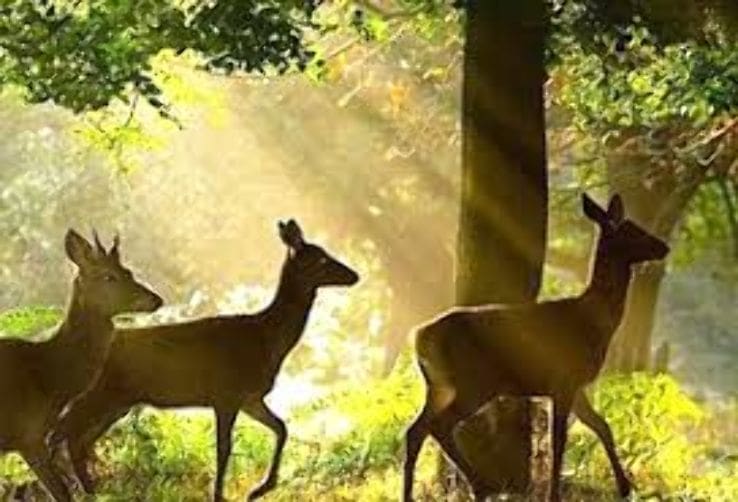 Nanda Devi National Park, Uttarakhand: A Natural Wonder In The Heart Of ...